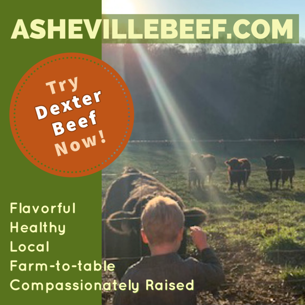 Limited Dexter Beef Available in 2021 Going Fast! Order Now! – Copper ...